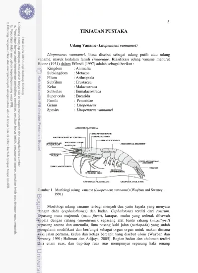 TINJAUAN PUSTAKA. Udang Vaname (Litopenaeus vannamei)