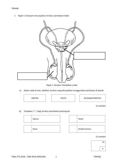 Rajah 1: Struktur Pembiakan Lelaki URETER TESTIS KELENJAR PROSTAT